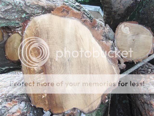 Wood Guru's -- Wood ID Help Please | Page 2 | Arborist, Chainsaw & Tree ...