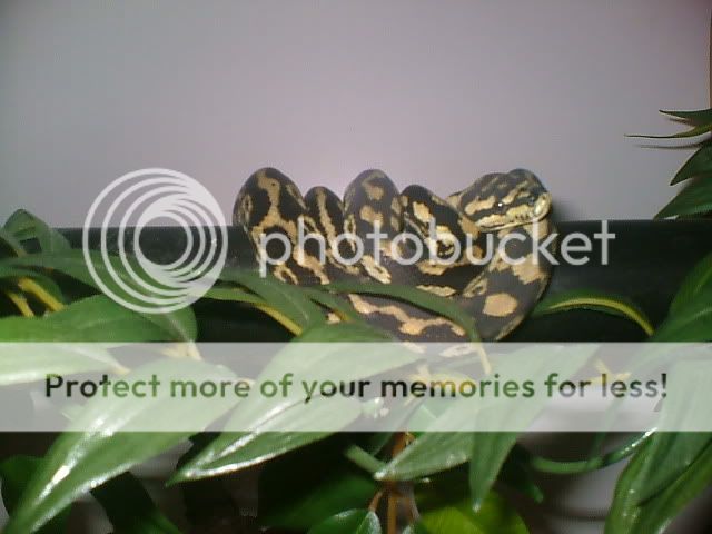 Hatchling carpet python in a 4x2 vivarium? | Reptile Forums