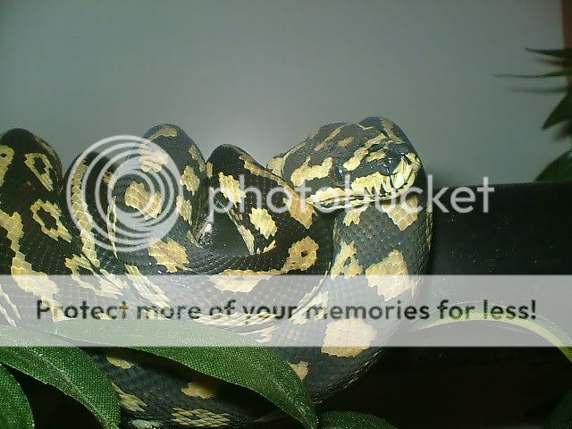 Hatchling carpet python in a 4x2 vivarium? | Reptile Forums
