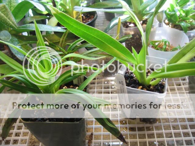 Selling Phrag Collection | Slippertalk Orchid Forum