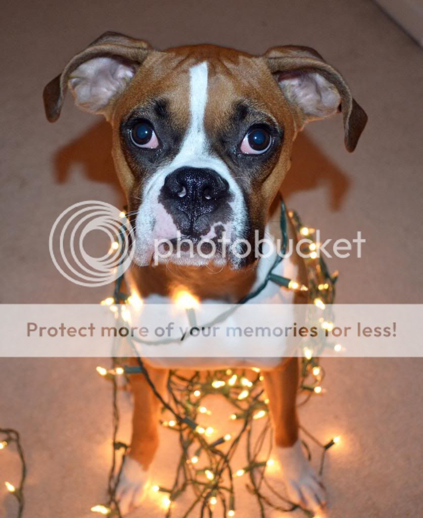 Bump in between toes | Boxer Breed Dog Forums