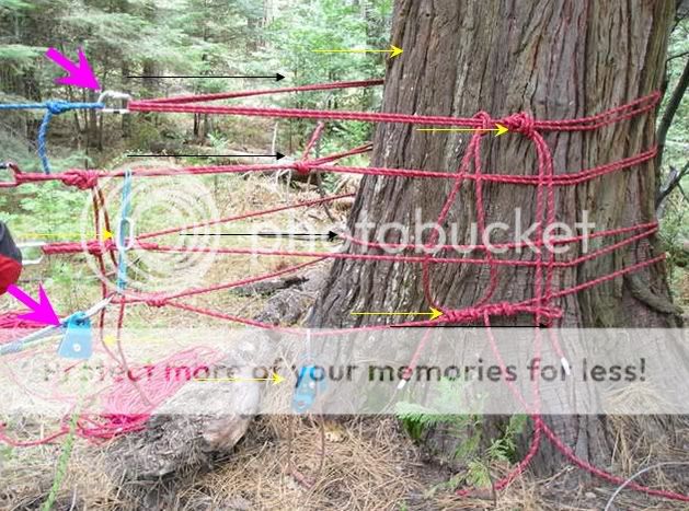 Tree anchor question : r/climbing