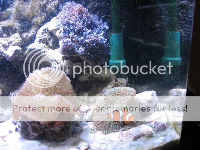 Blue Anthelia Care, any tips - Reef Central Online Community